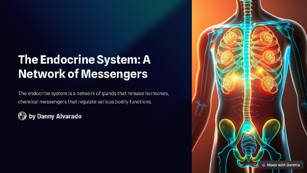 Endocrine System Overview: Hormones & Their Functions - Studocu