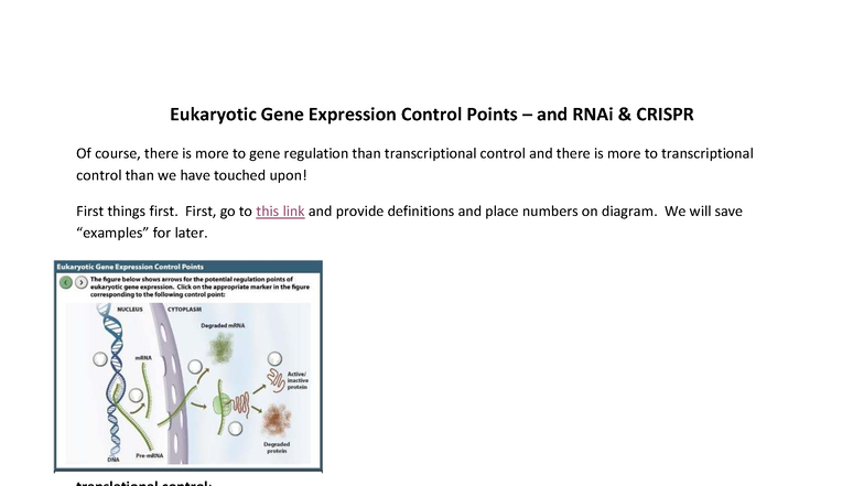 Eukaryotic Gene Expression Control: RNAi & CRISPR Insights - Studocu
