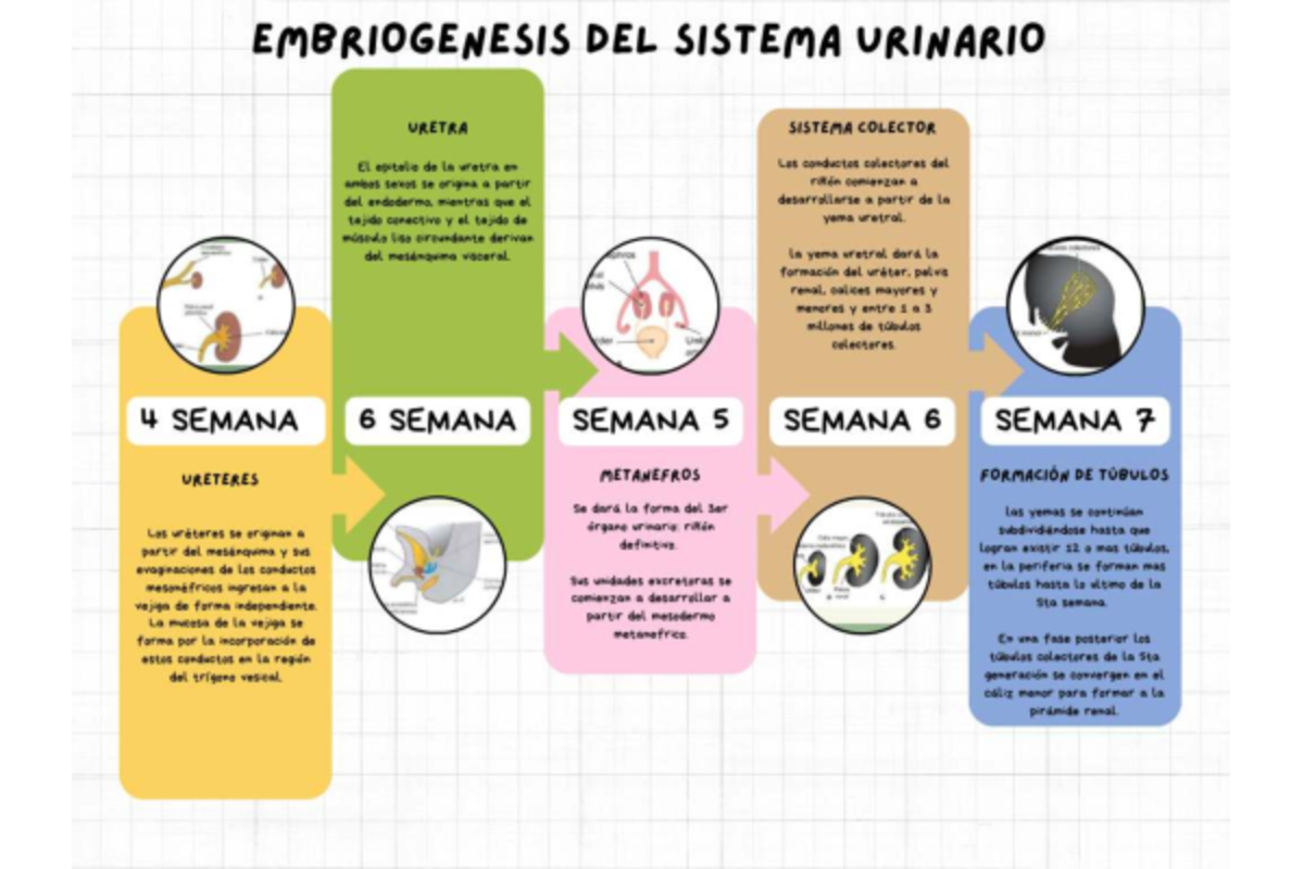 Archivos - Embriología del sistema urinario - EMBRIOGENESIS DEL SISTEMA ...