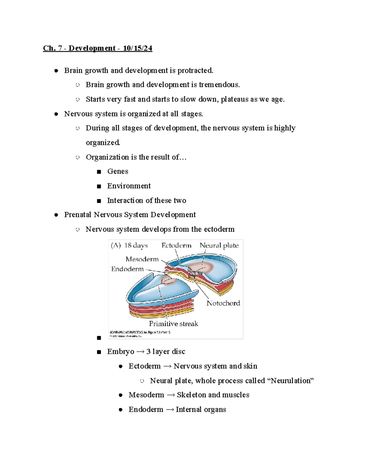 Psych 362 - Exam #3 Notes on Brain & Nervous System Development - Studocu