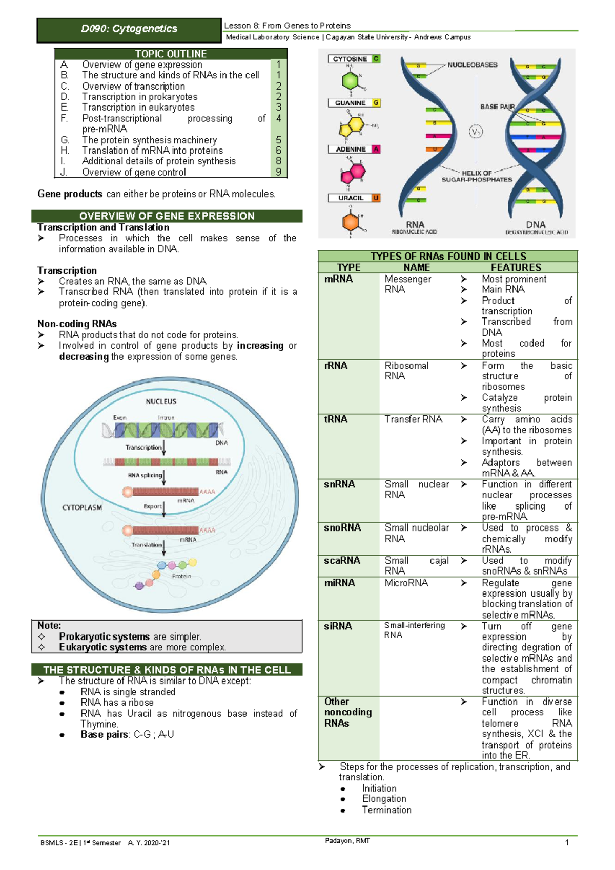 Genes to Proteins: Overview of Transcription & Translation (MLS 101 ...