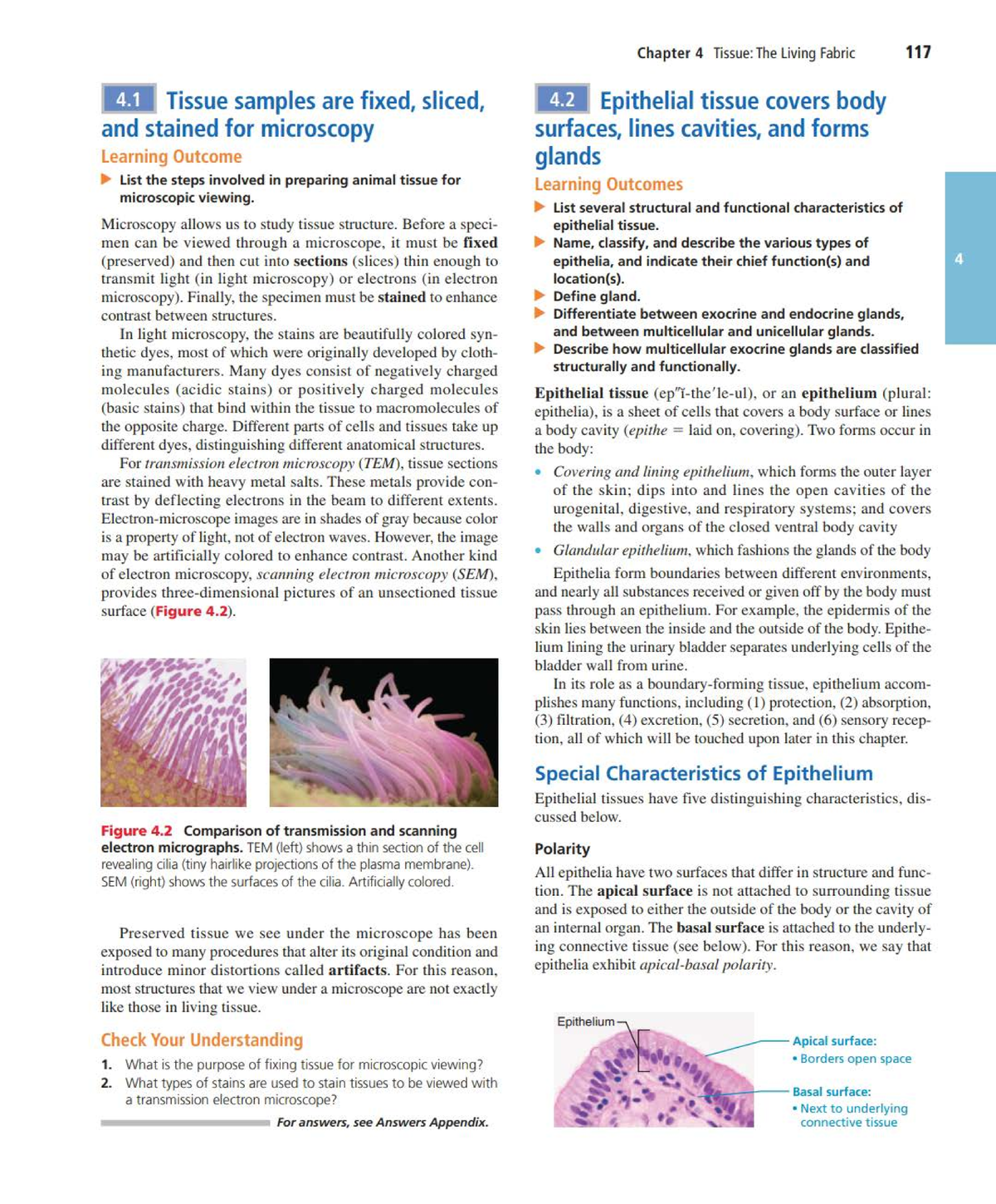 Epithelial Tissue Characteristics and Classifications - BIOL 101 ...