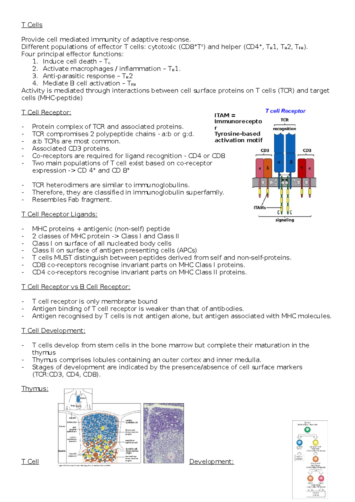 T Cells - T cell Notes - T Cells Provide cell mediated immunity of ...