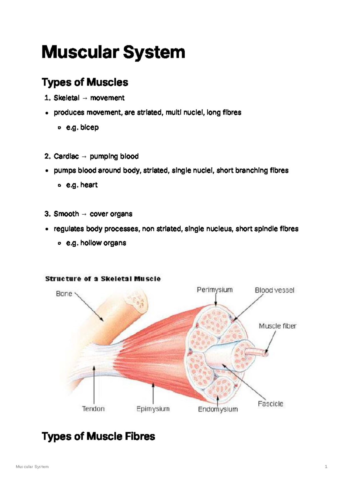 Muscular System Overview: Types, Fibres, and Contractions - Studocu