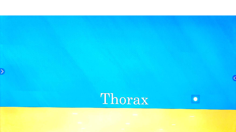 Anatomy of the Thorax: T1-T12 Vertebrae and Rib Structure - Studocu