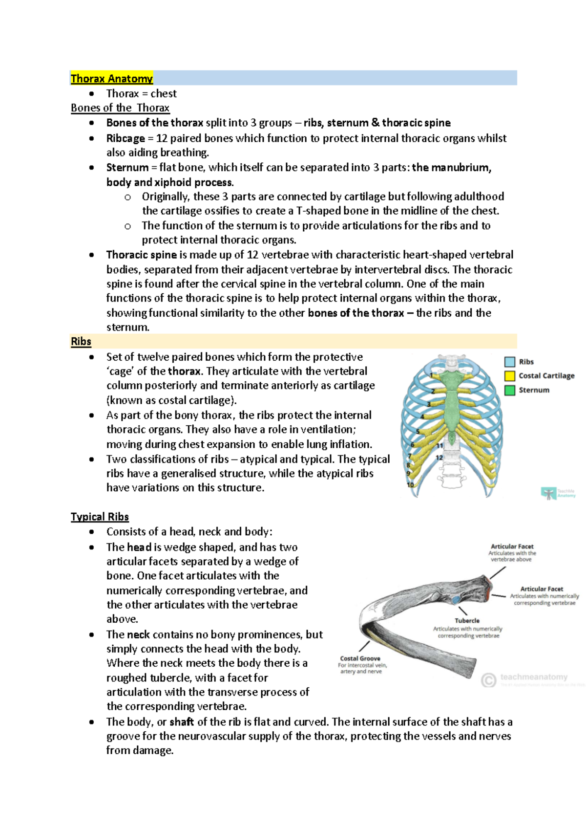 Lecture 4 Thorax Anatomy - Thorax Anatomy - Thorax = chest Bones of the ...