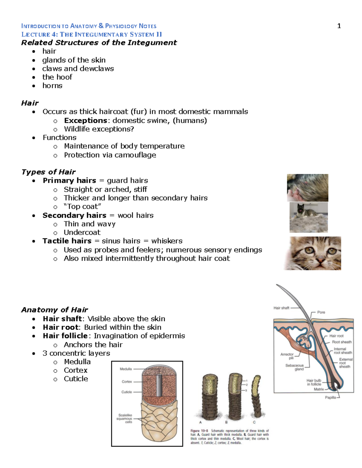 Lecture 4- THE Integumentary System II - LECTURE 4: THE INTEGUMENTARY ...