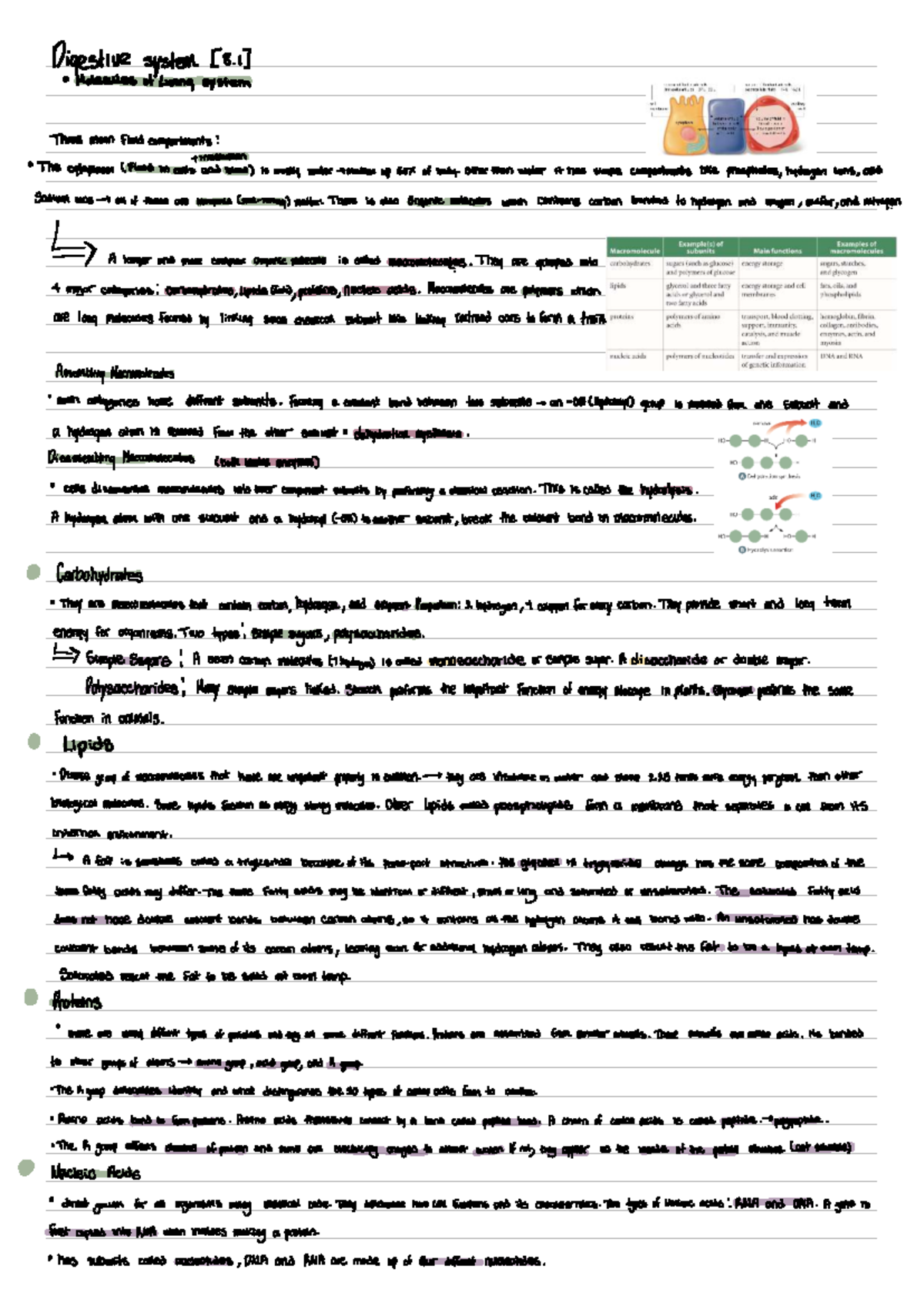 Digestive System 8.1 Notes: Molecules of Living Systems (XMJ) - Studocu