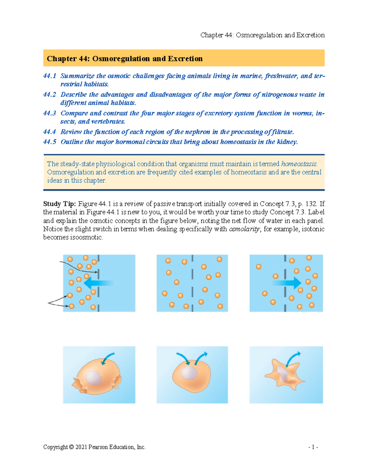 Osmoregulation & Excretion Study Guide (Chapter 44) for Biology 101 ...