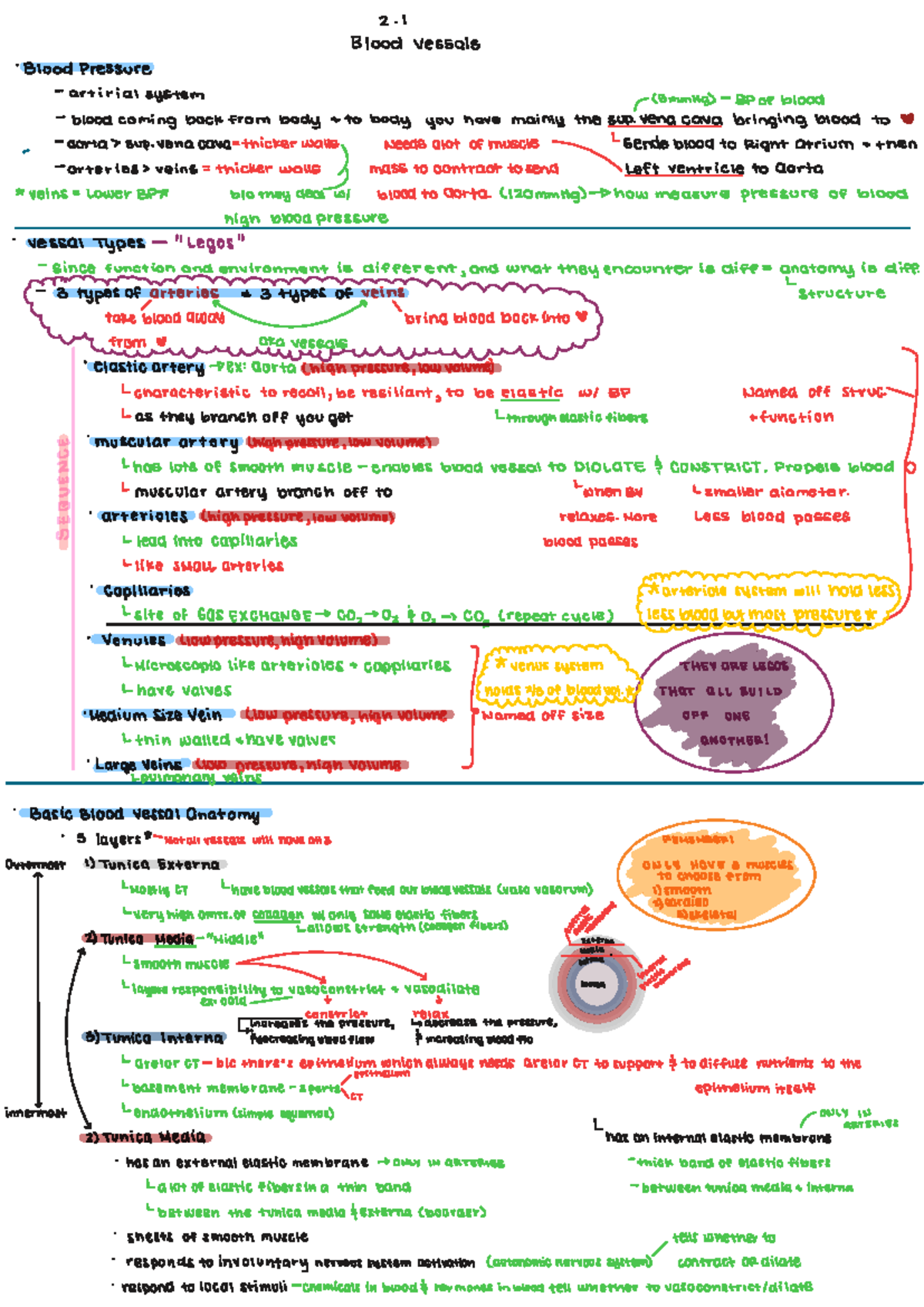 Basic Blood Vessel Anatomy and Functions - Course Code 66173909 - Studocu