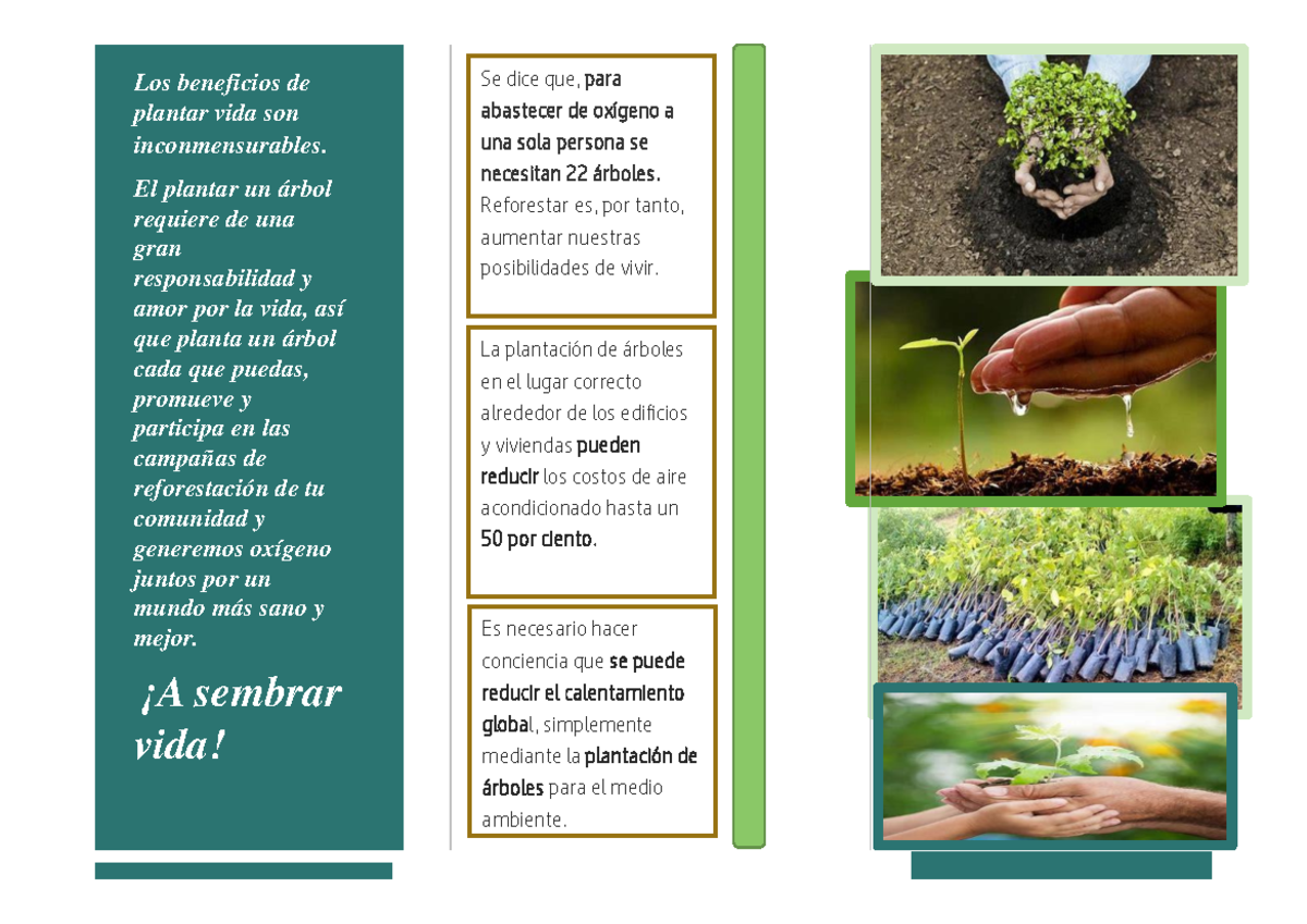 Tríptico Sobre Reforestación Beneficios De Plantar árboles Studocu
