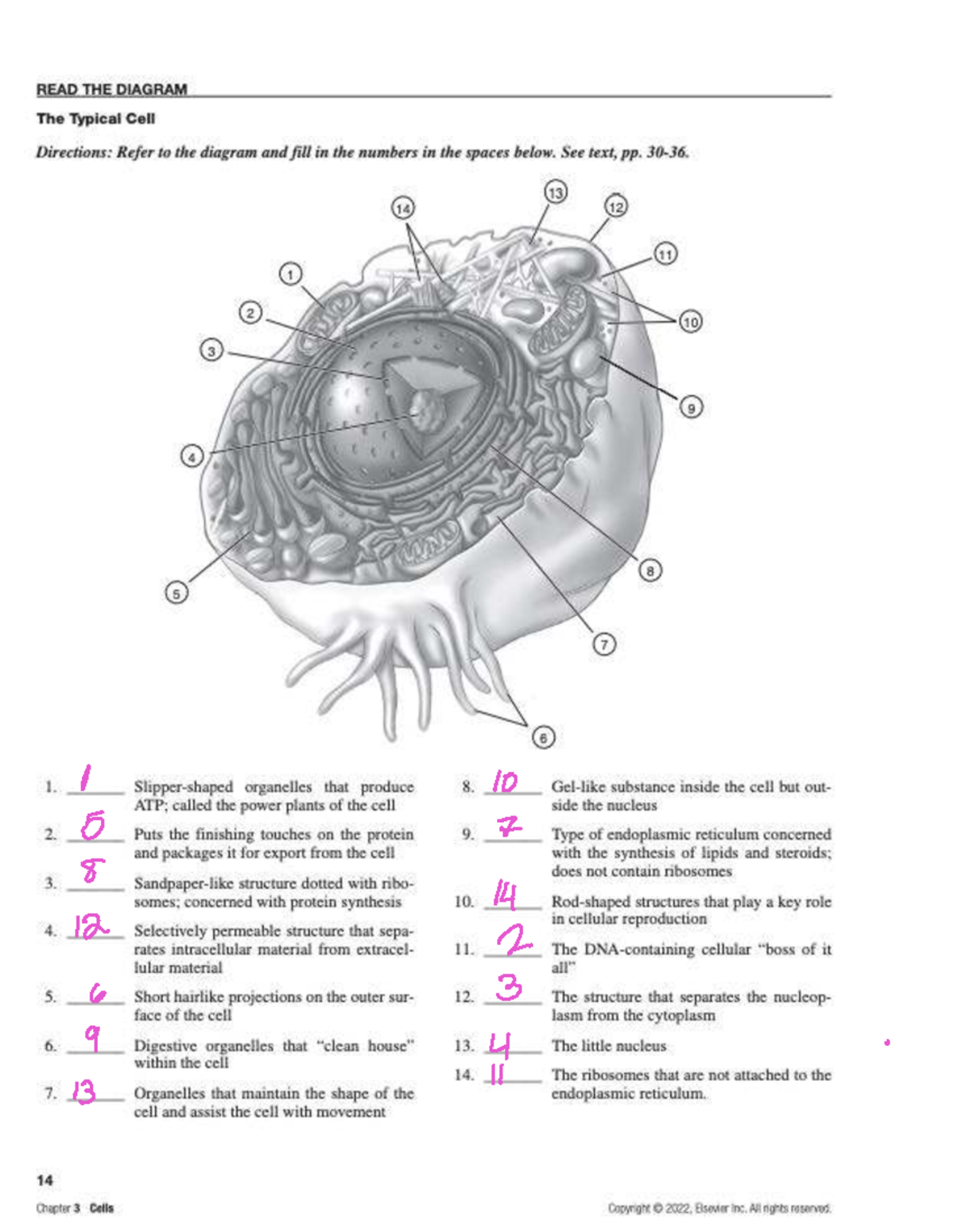 Chapter 3 & 6 Herlihy Homework 2: Cell Biology & Tissues - Studocu