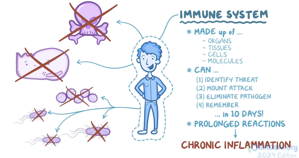 IMMUNE SYSTEM OVERVIEW: ORGANS, CELLS, AND RESPONSES (BIO 101) - Studocu
