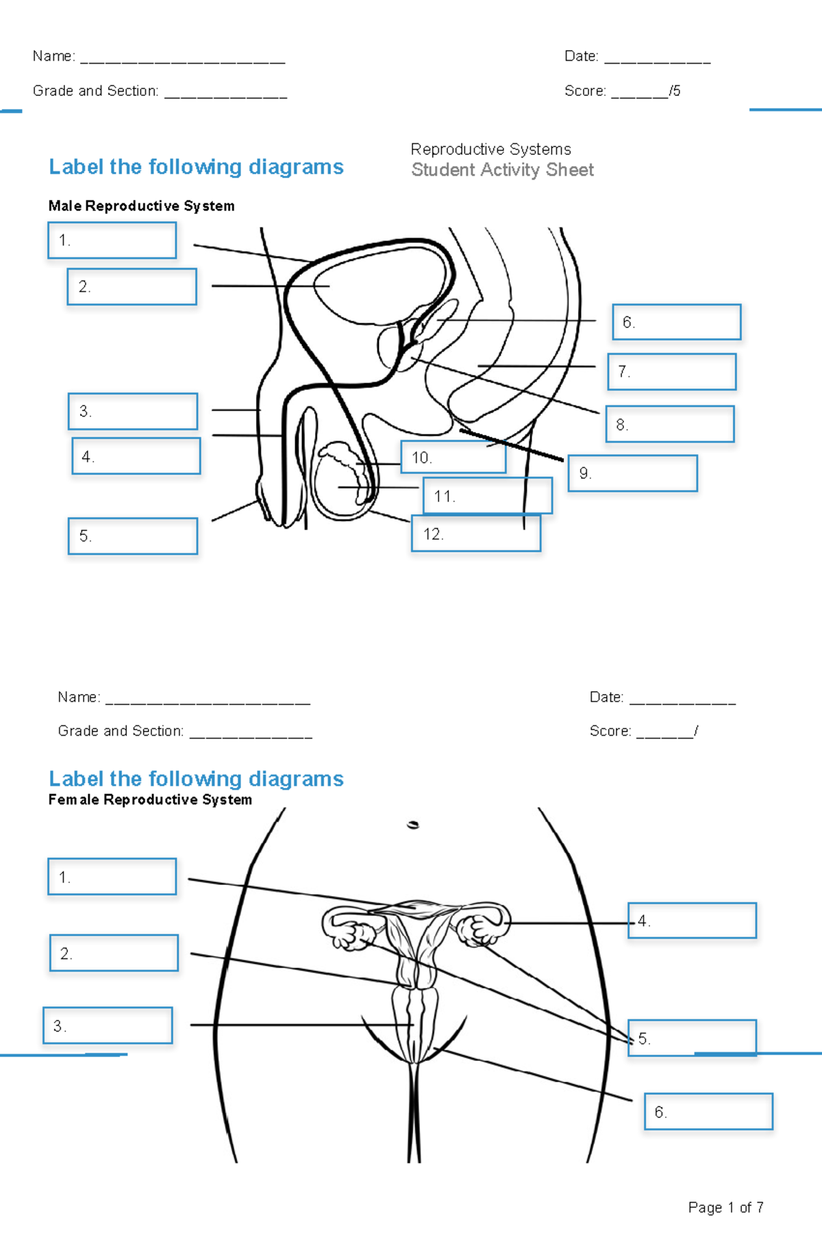 Reproductive Systems Activity Sheet: Male & Female Diagrams - Studocu