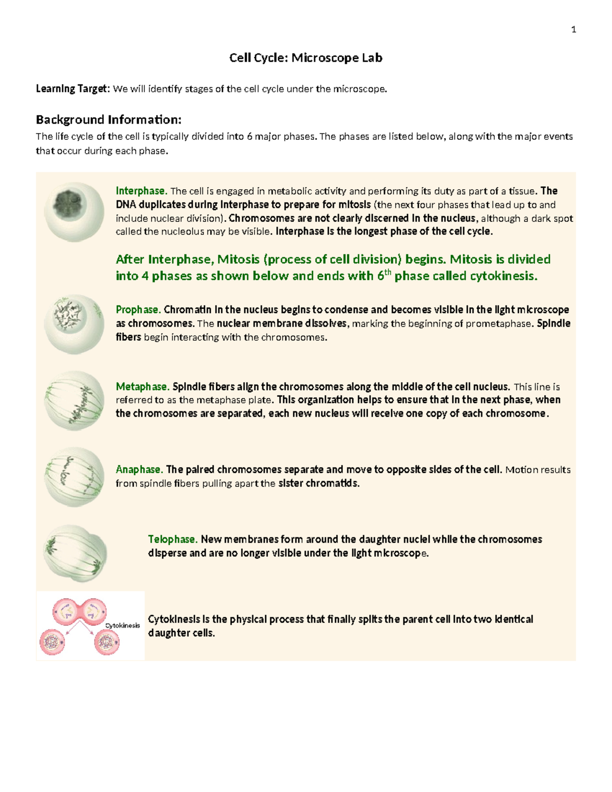 LAB - Cell Cycle - notes - Cell Cycle: Microscope Lab Learning Target ...
