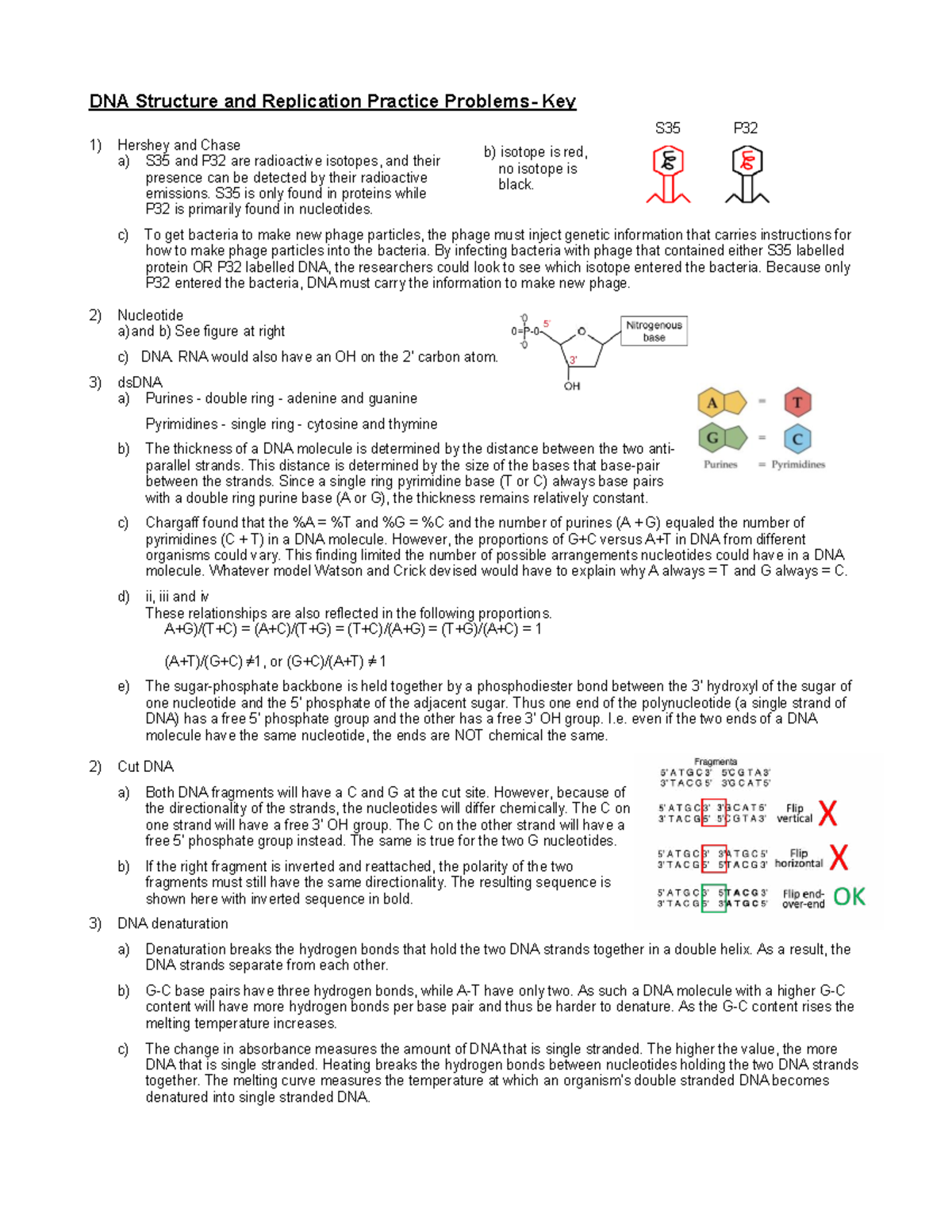 3200 DNA Structure and Replication Practice Key - Studocu