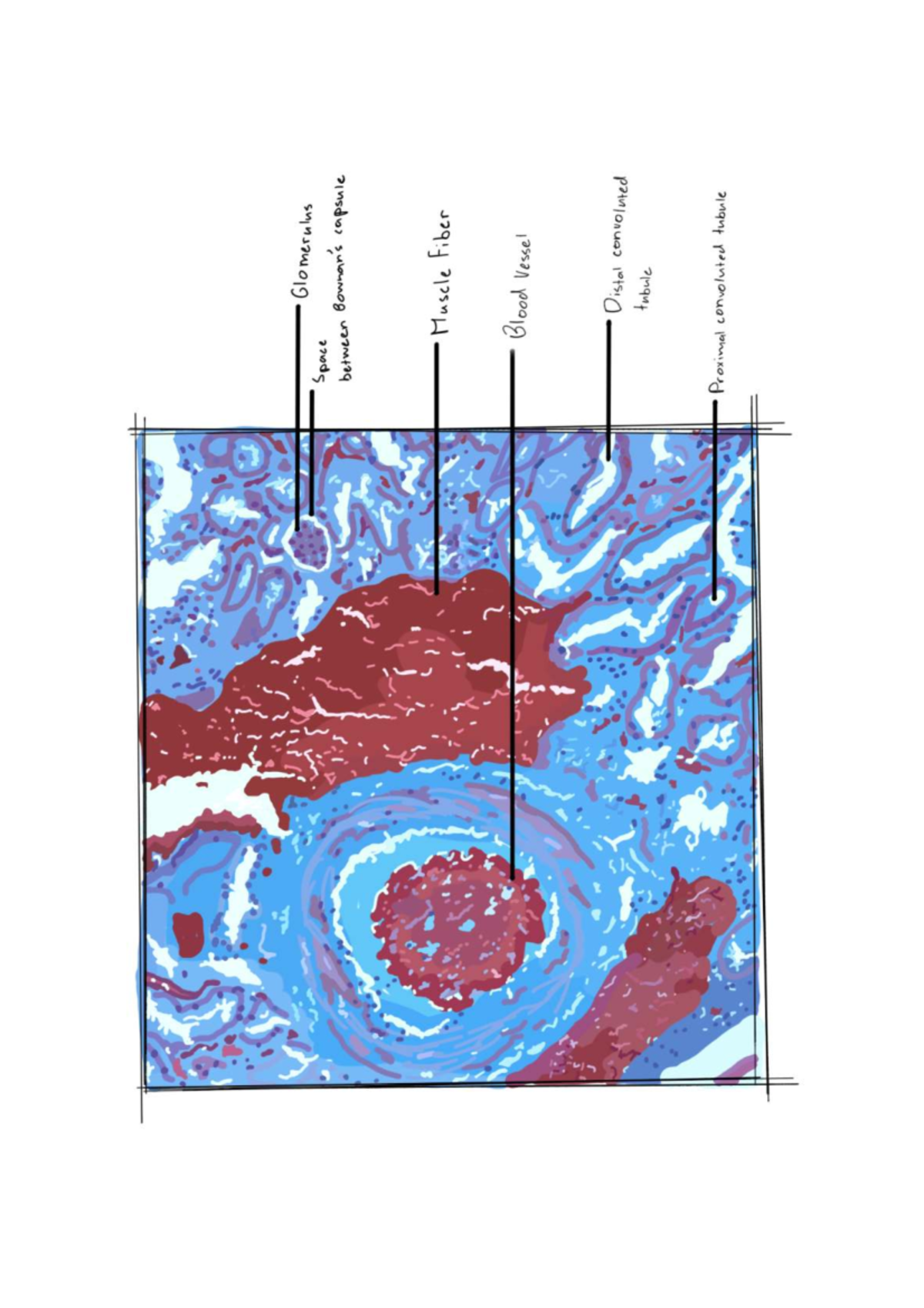 drawn kidney for lab practical - 4BBY1060 - Glomerulus Bownan's capsule ...