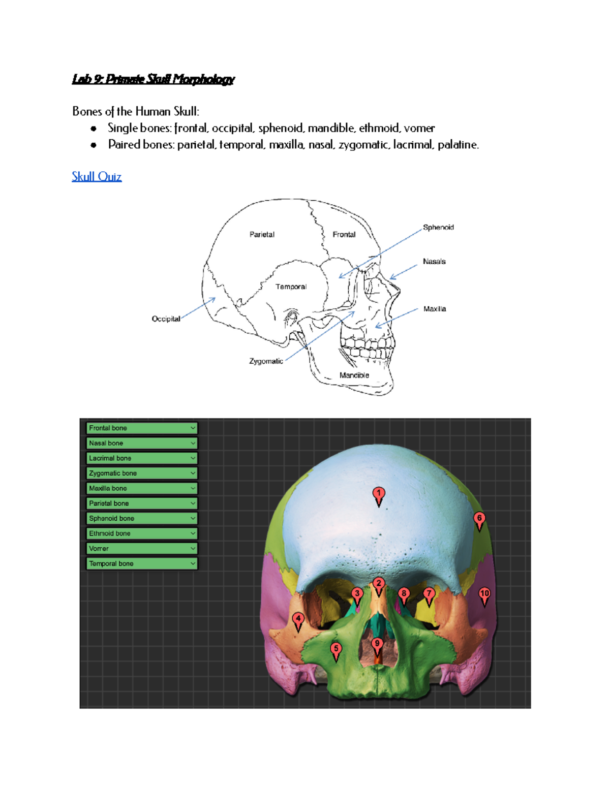 Anthp LAB Practical: Primate Skull Morphology & Hominin Overview - Studocu