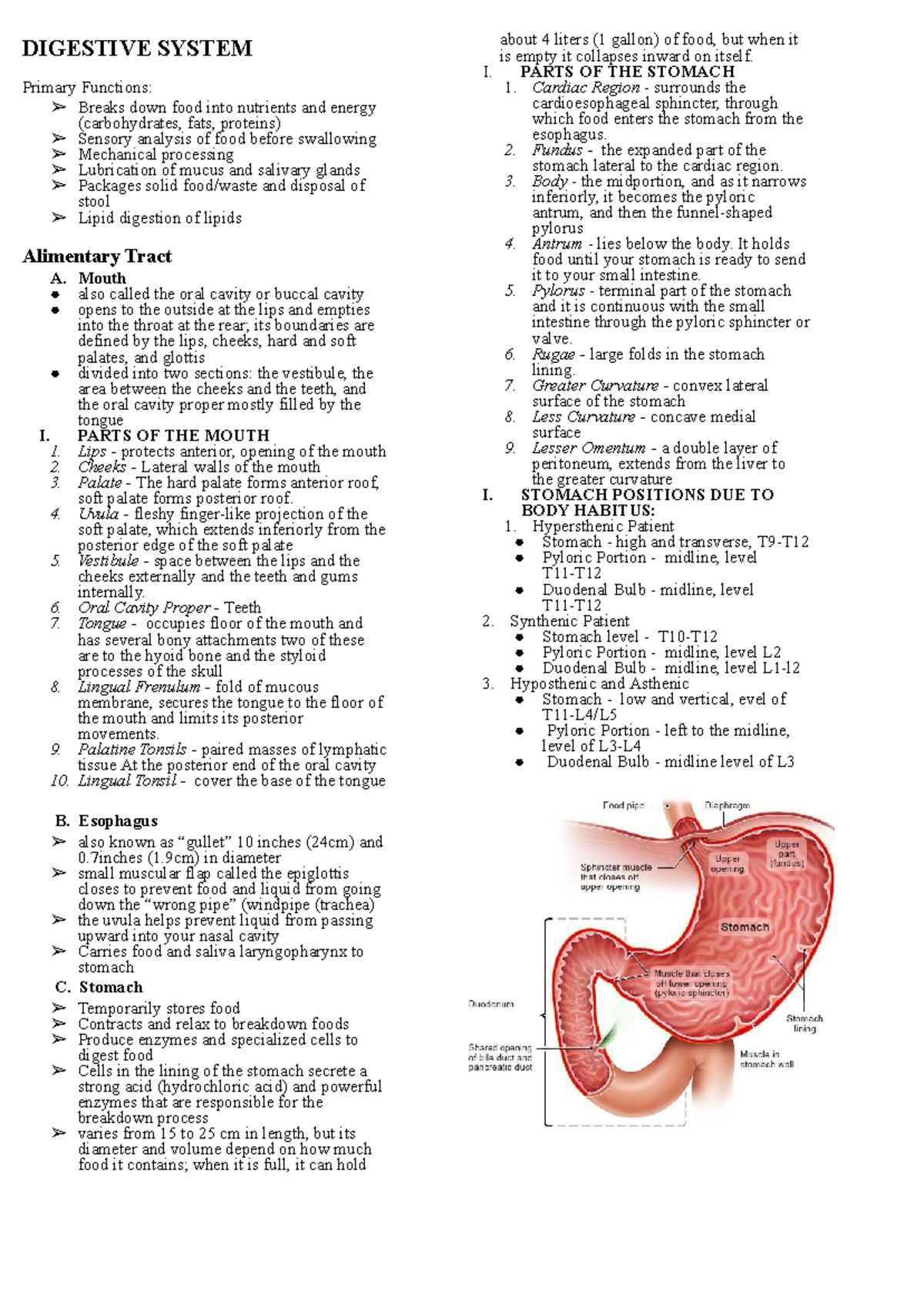 HAPA Midterm Study Guide: Digestive & Urinary Systems Overview - Studocu