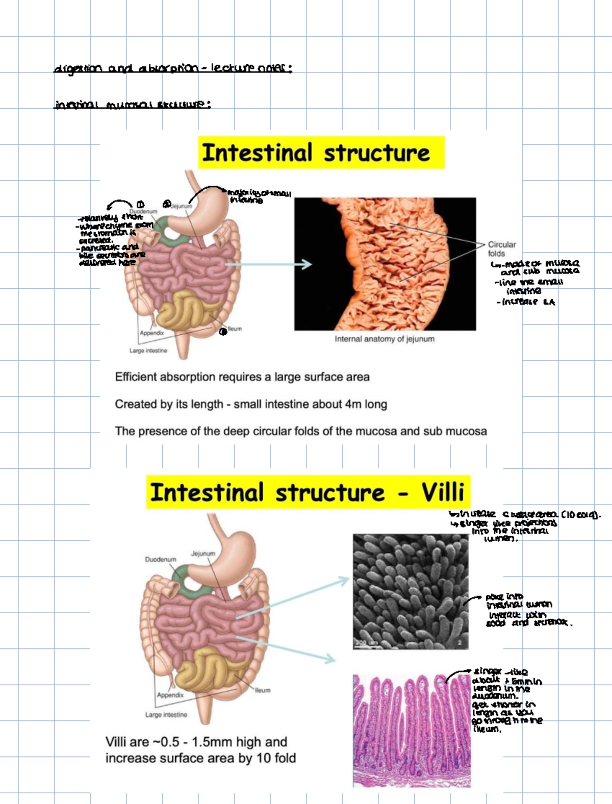 Digestion and Absorption Lecture Notes: Intestinal Mucosal Structure ...