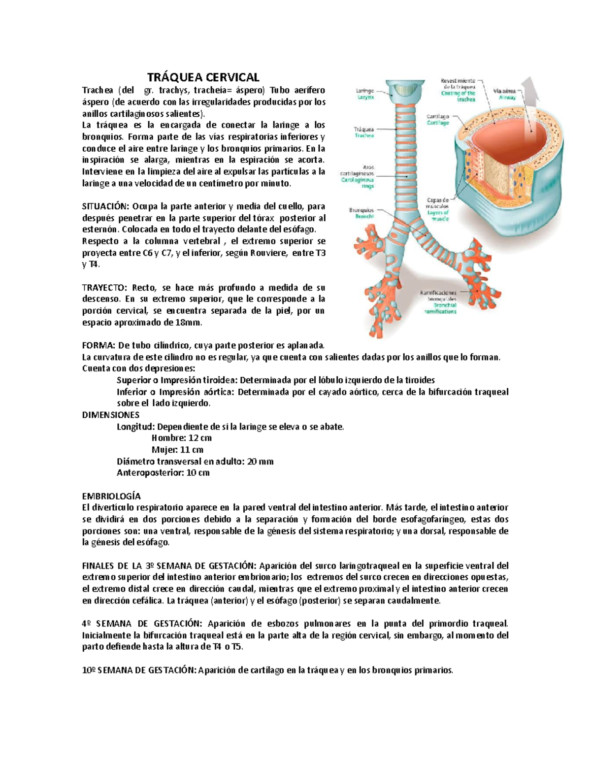 Resumen sobre la Tráquea Cervical y su Estructura Funcional - Studocu