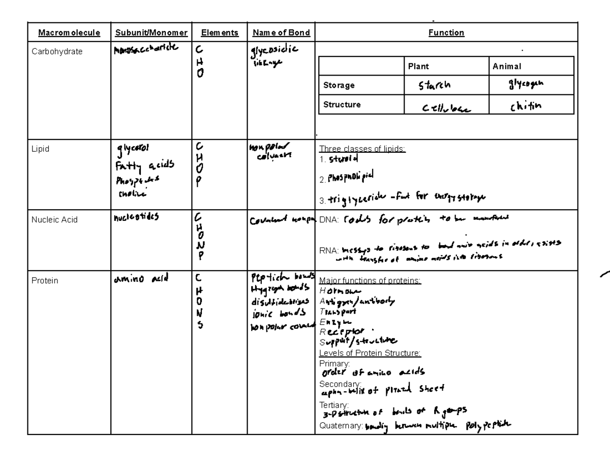 Macromolecules Study Guide: Carbohydrates, Lipids, Proteins, Nucleic ...