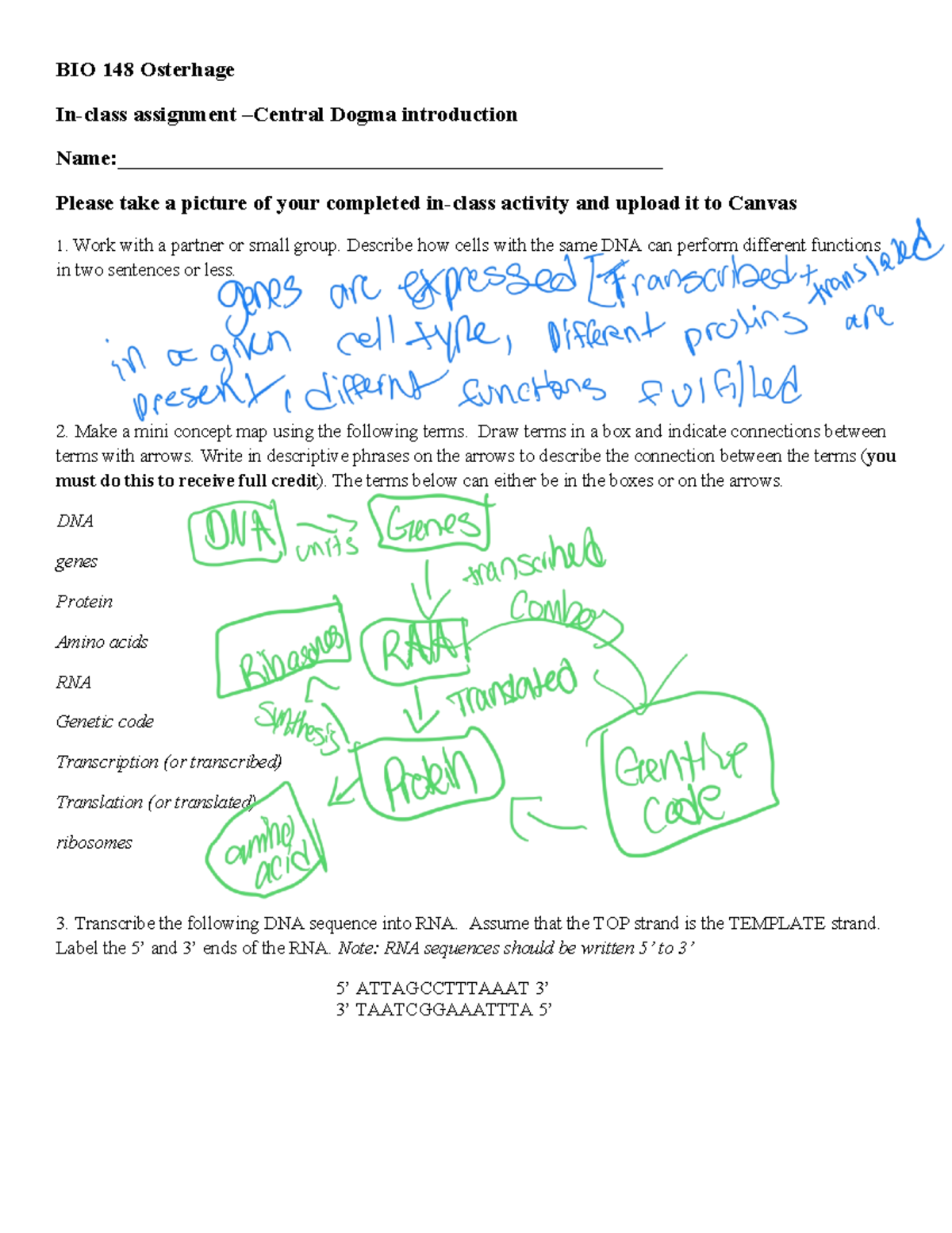 BIO 148 Coursepack: Unit 3 - Central Dogma In-Class Assignment - Studocu