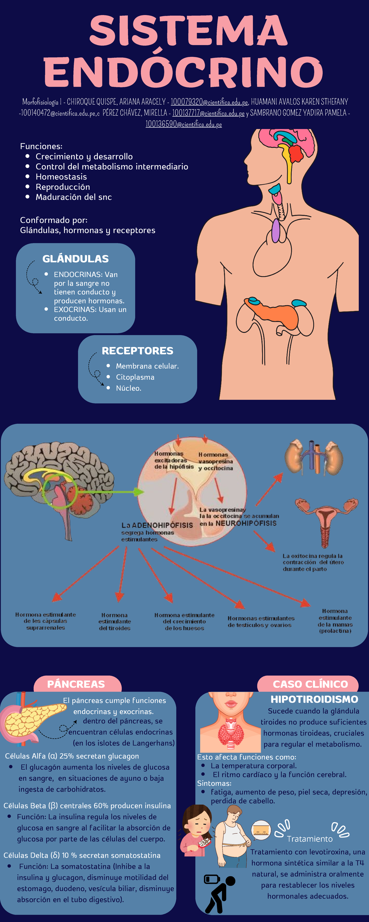 Sistema Endocrino Infografa
