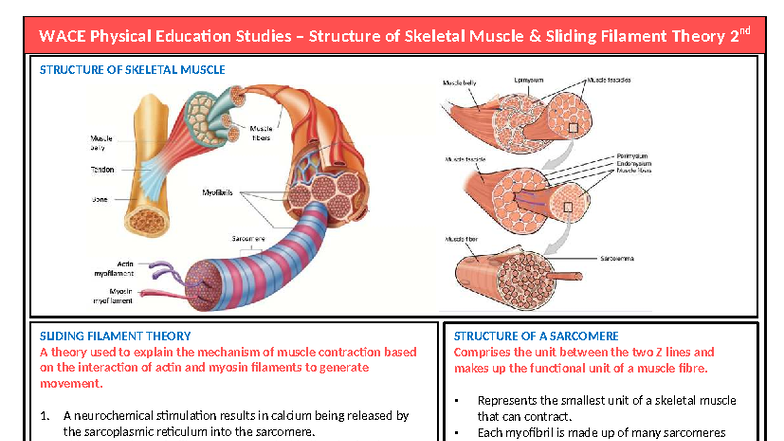 WACE PE Studies: Structure of Skeletal Muscle & Sliding Filament Theory ...