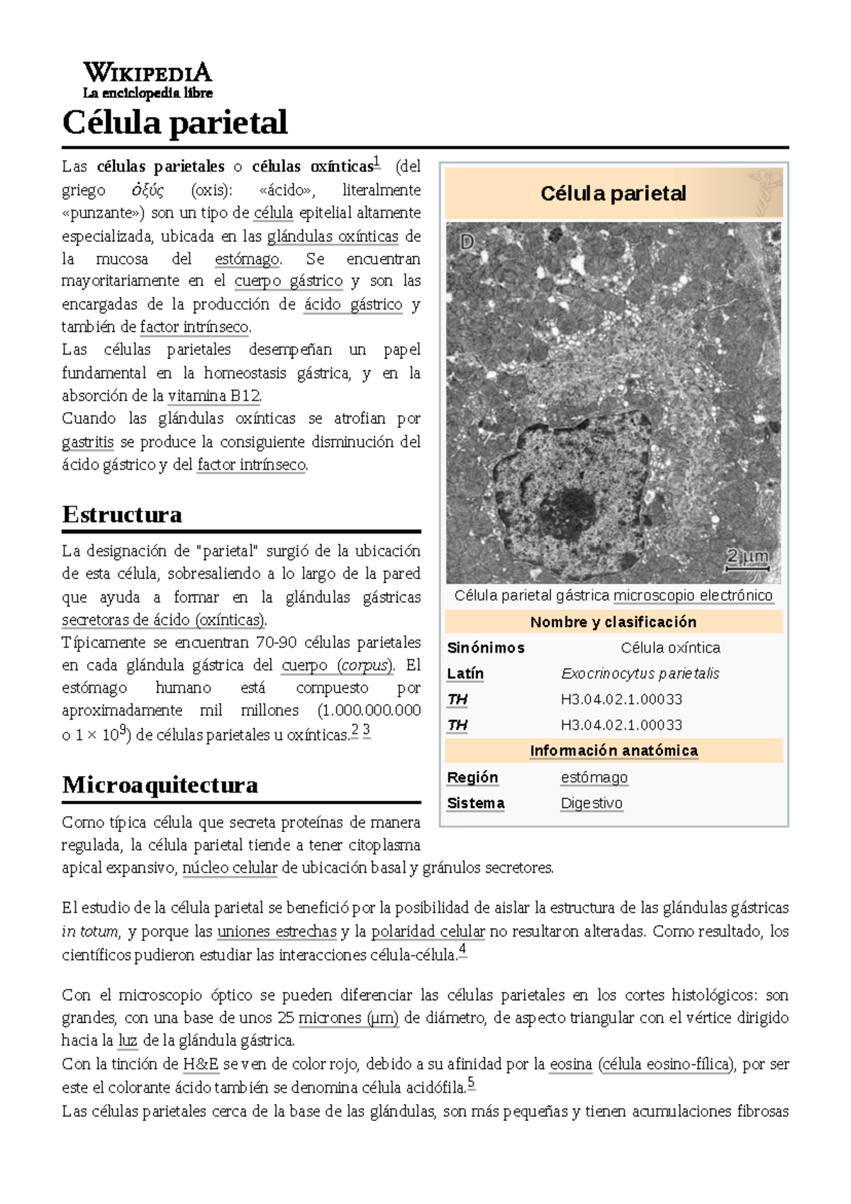Células Parietales en el Estómago: Estructura y Función TH H3.04.02.1 ...