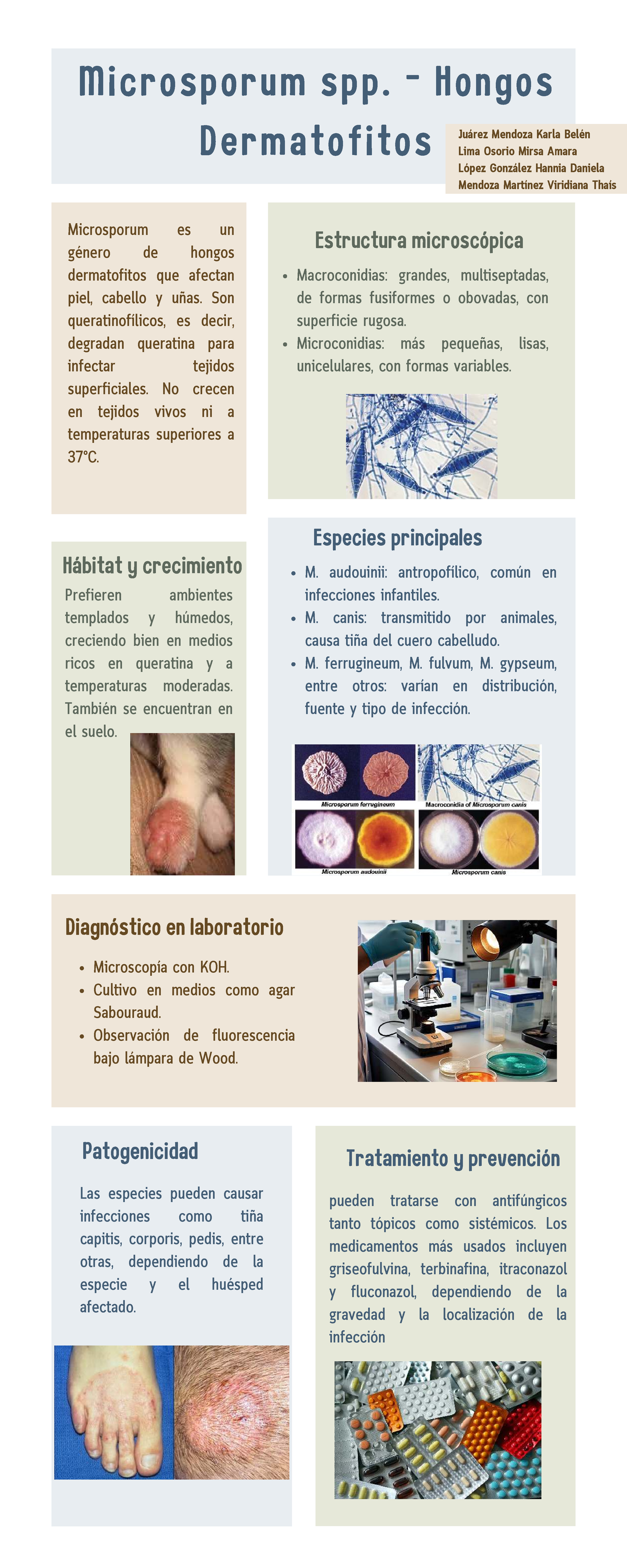 Microsporum spp. - Repaso de Hongos Dermatofitos - Studocu