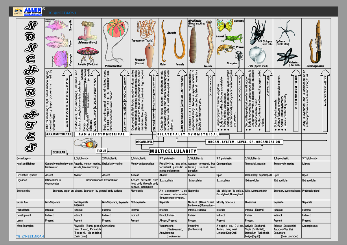 Animal Kingdom Chart English - ALLEN CAREER INSTITUTE TG: NEETxNOAH (Fresh water sponge ...
