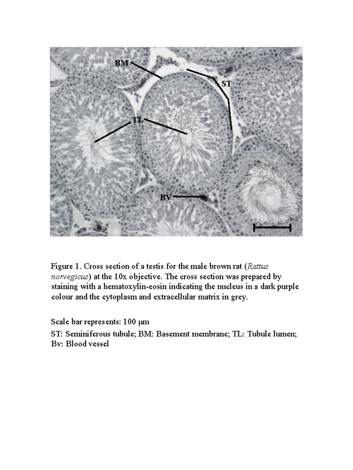 Lab 5: Meiosis in Brown Rat Testis Cross Sections - Studocu