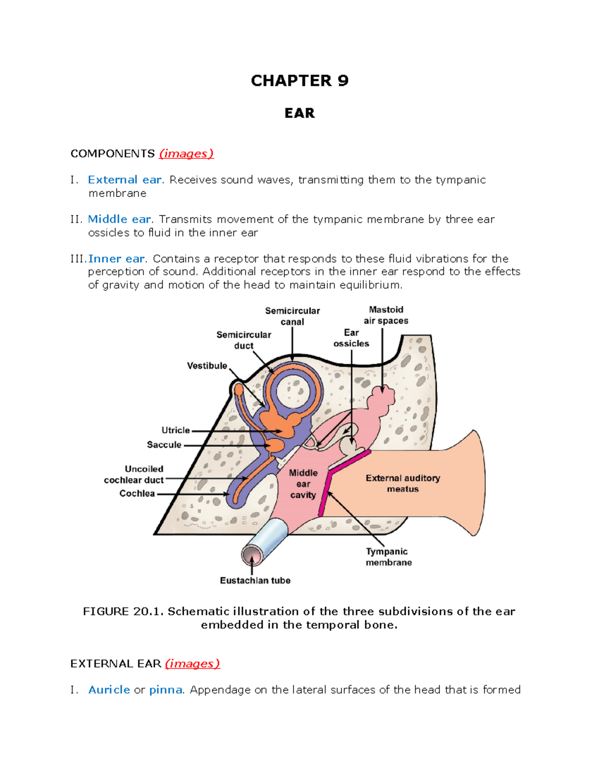 Inner Ear Anatomy and Functions: Cochlea and Vestibular System ...