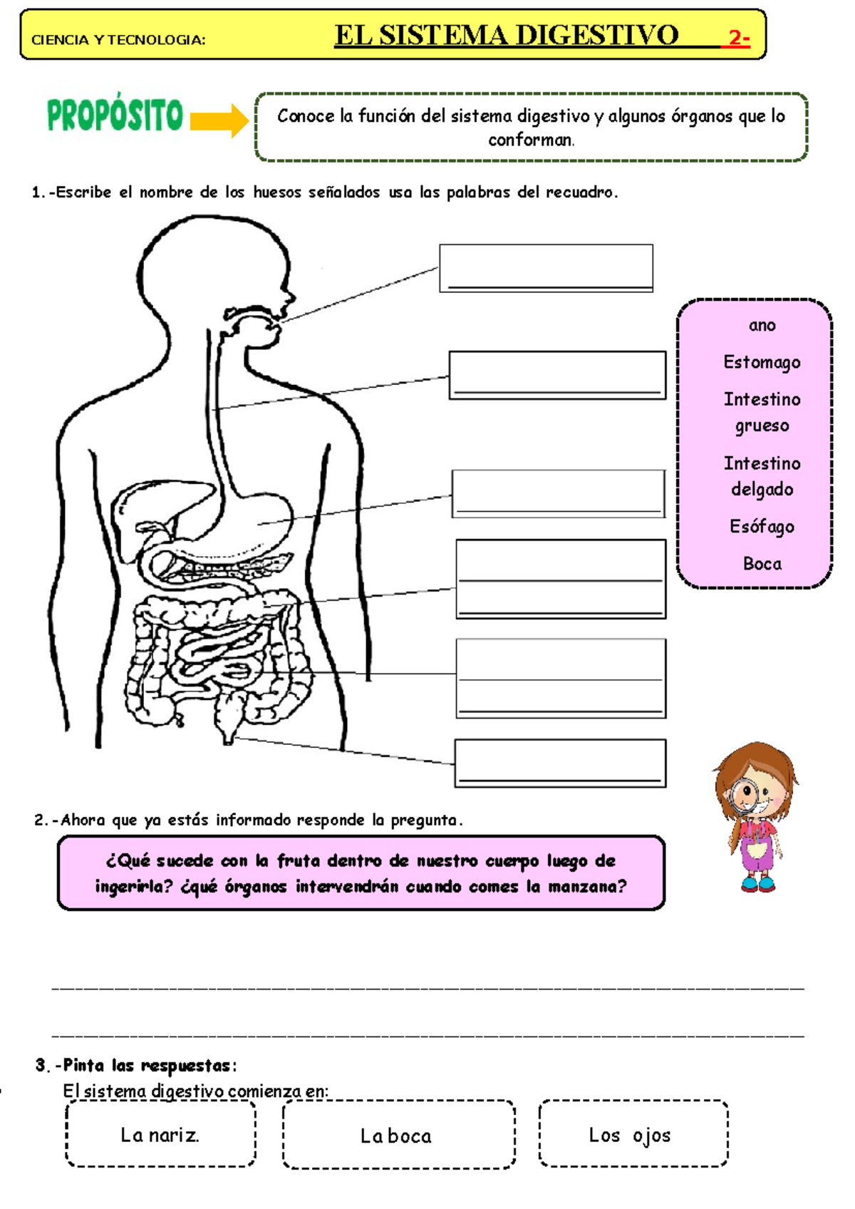 Hoja De Trabajo Sobre El Sistema Digestivo Humano: Clave De Respuestas