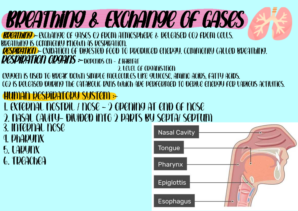 Breathing and Gas Exchange: The Human Respiratory System Overview - Studocu