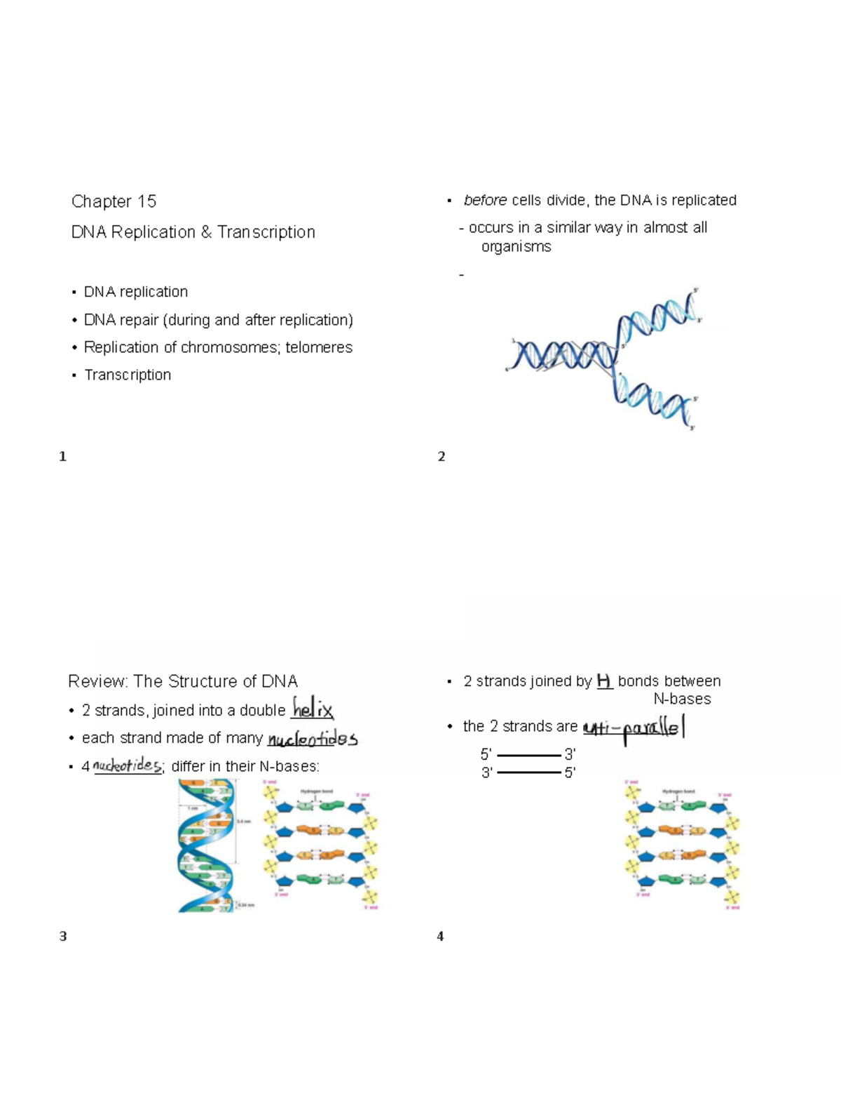 Chapter 15: DNA Replication & Transcription Overview - Studocu