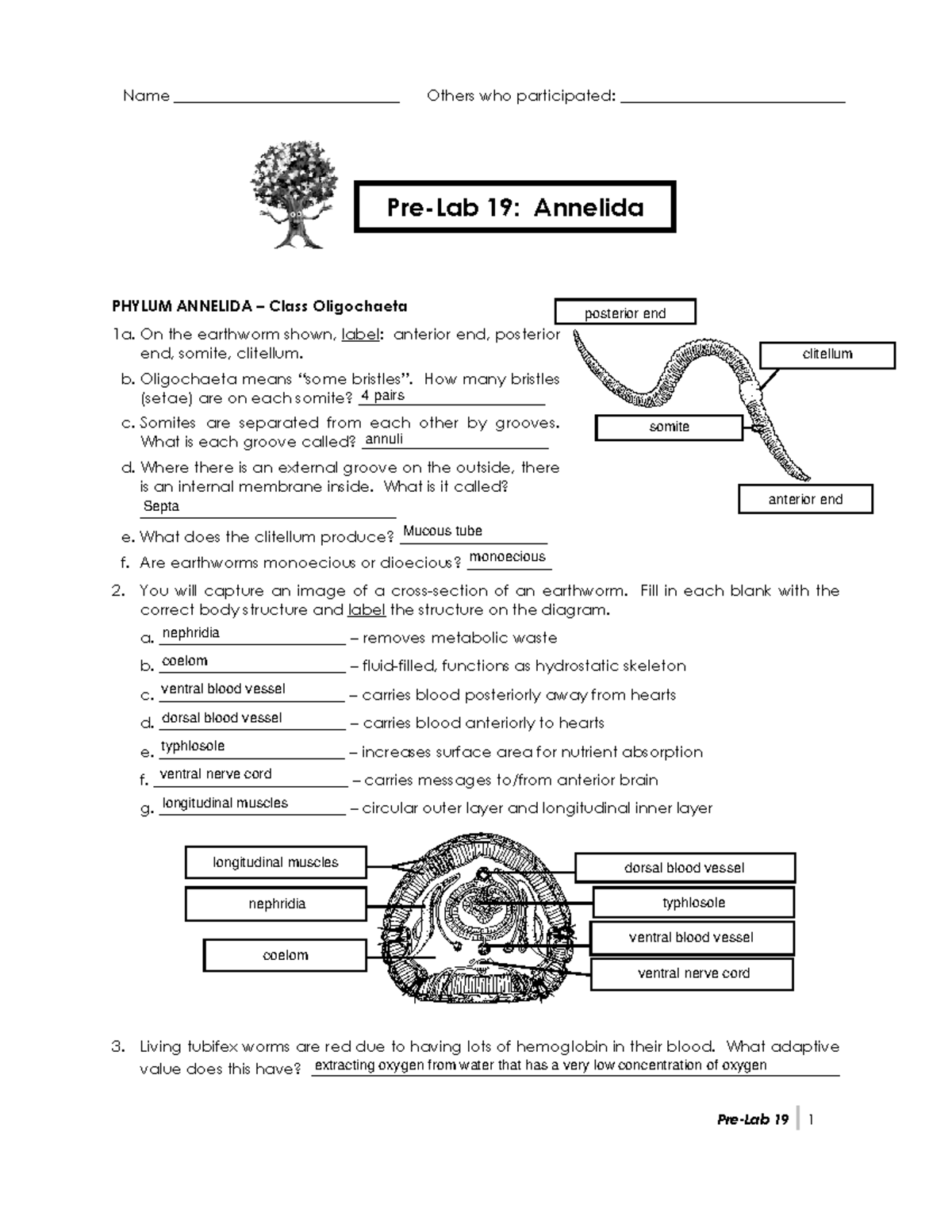19a Prelab: Annelida Oligochaeta Earthworm Structure & Function - Studocu
