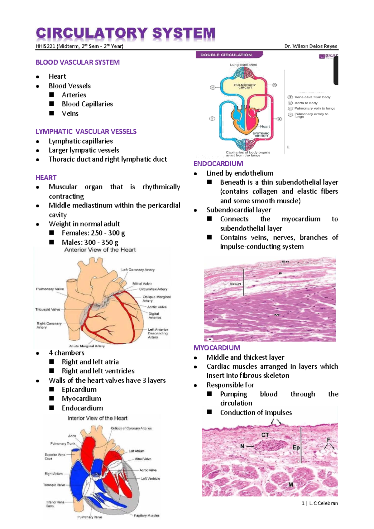 Circulatory- System - .................... - BLOOD VASCULAR SYSTEM ...