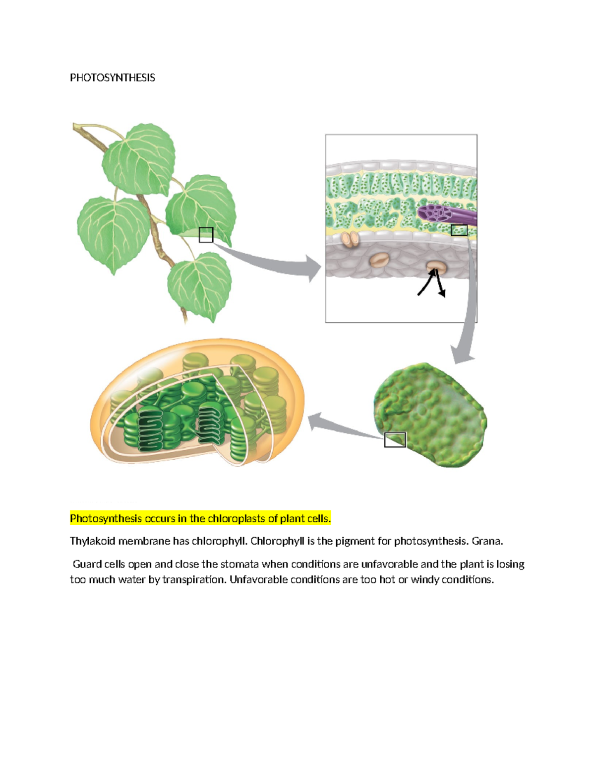 Cellular Respiration & Photosynthesis Overview for Biology (BIO101 ...