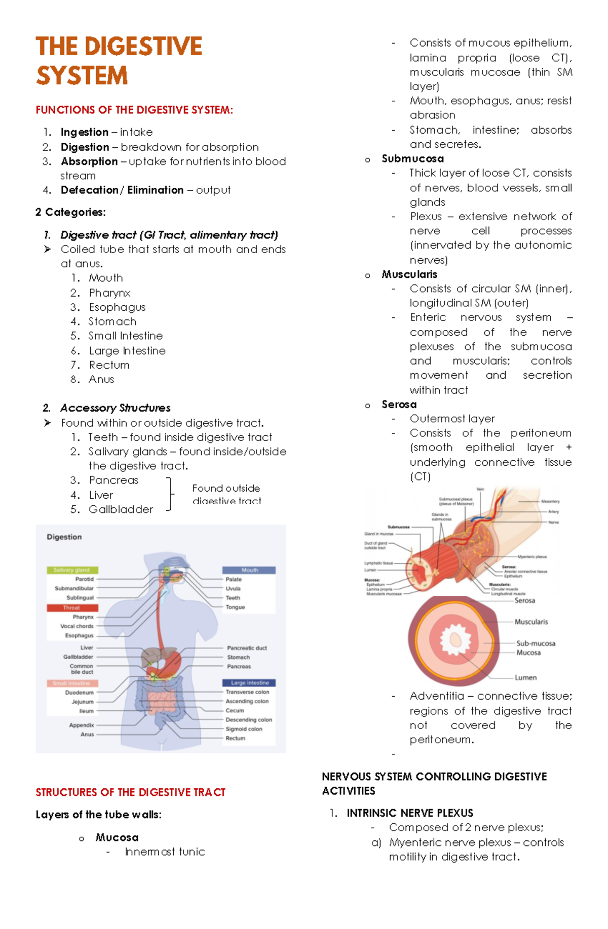 Digestive System Overview: Key Functions & Structures Explained - Studocu
