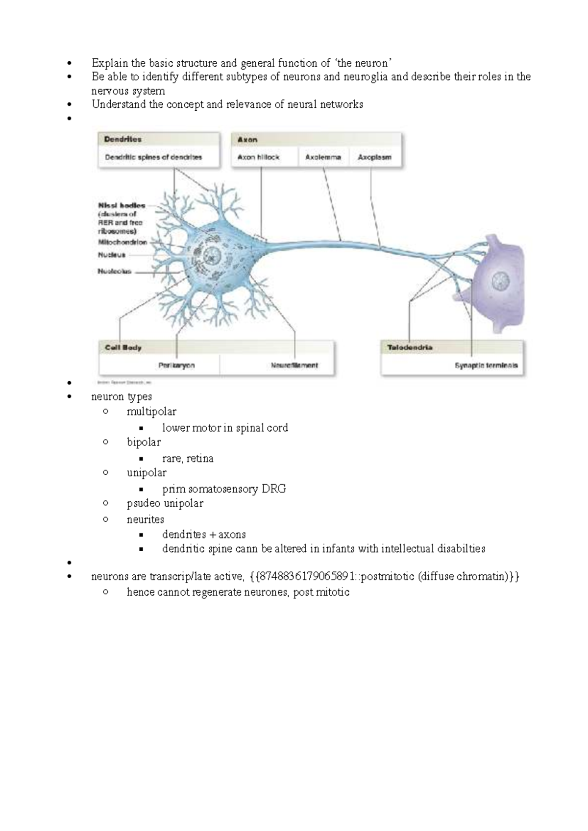 Core Neuro Notes L1: Neuron Types & Functions in the Nervous System ...