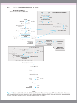 Complement System Overview: Key Points and Activation Pathways - Studocu