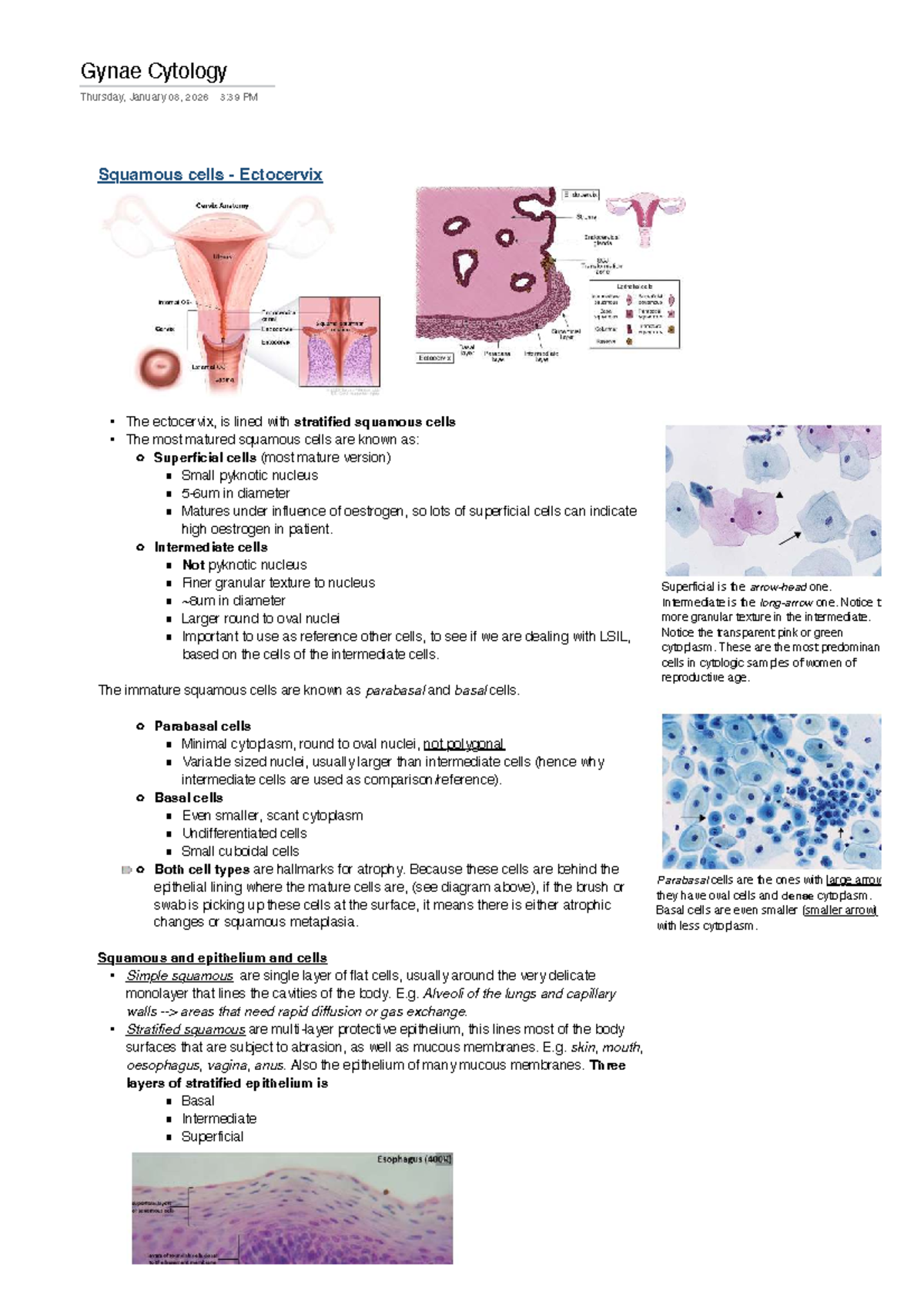 GYN 101: Squamous Cell Summary Notes in Cytology - Studocu
