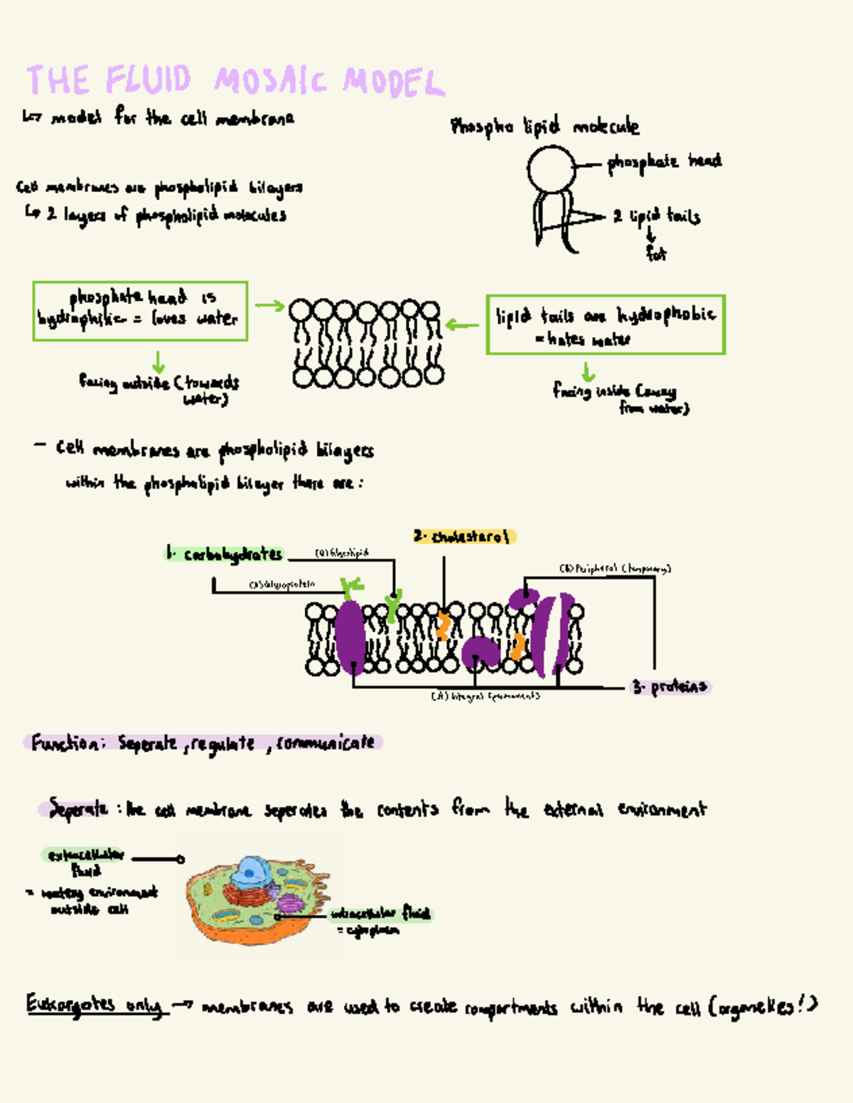 Prelim Bio Fluid mosaic model Mod 1 - THE FLUID MOSAIC MODEL ) model ...