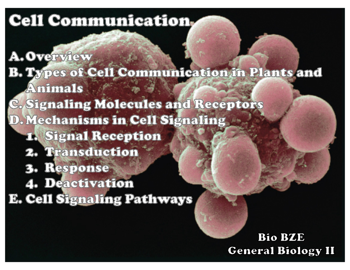 BZE W24-11-Cell Communication: Mechanisms and Pathways Explained - Studocu