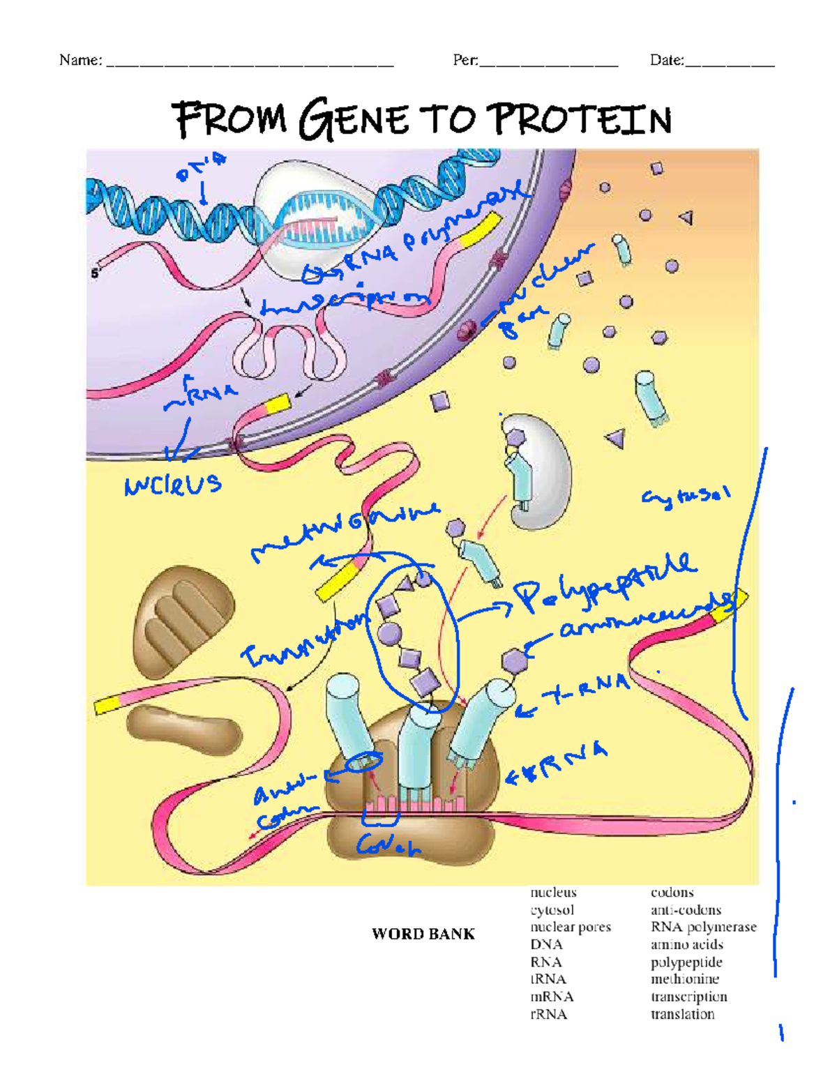 From Gene to Protein (student) - Name: Per: Date: FROM GENE TO PROTEIN ...