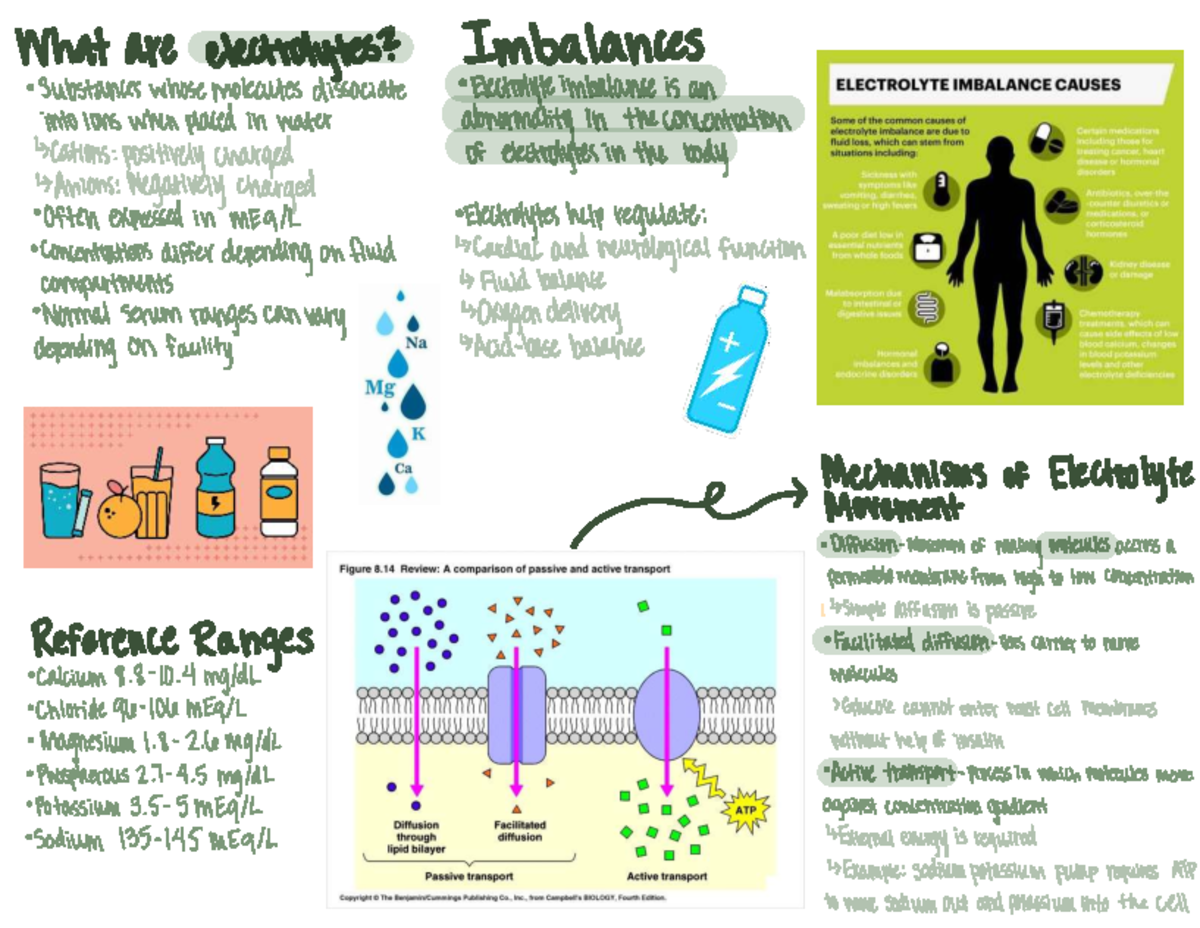 Electrolyte imbalances: Understanding hypernatremia and hypokalemia (G E E - Studocu