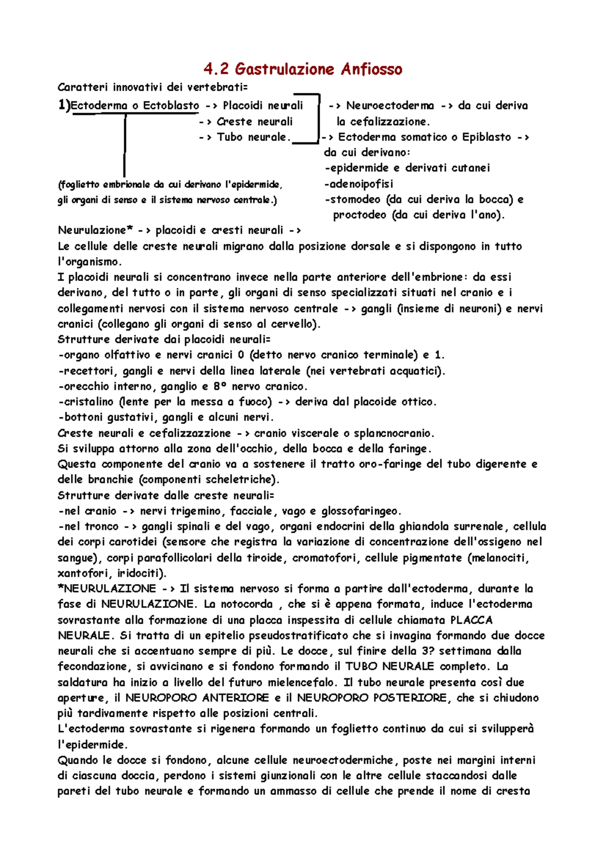 4.2) Gastrulazione Anfiosso - 4 Gastrulazione Anfiosso Caratteri ...