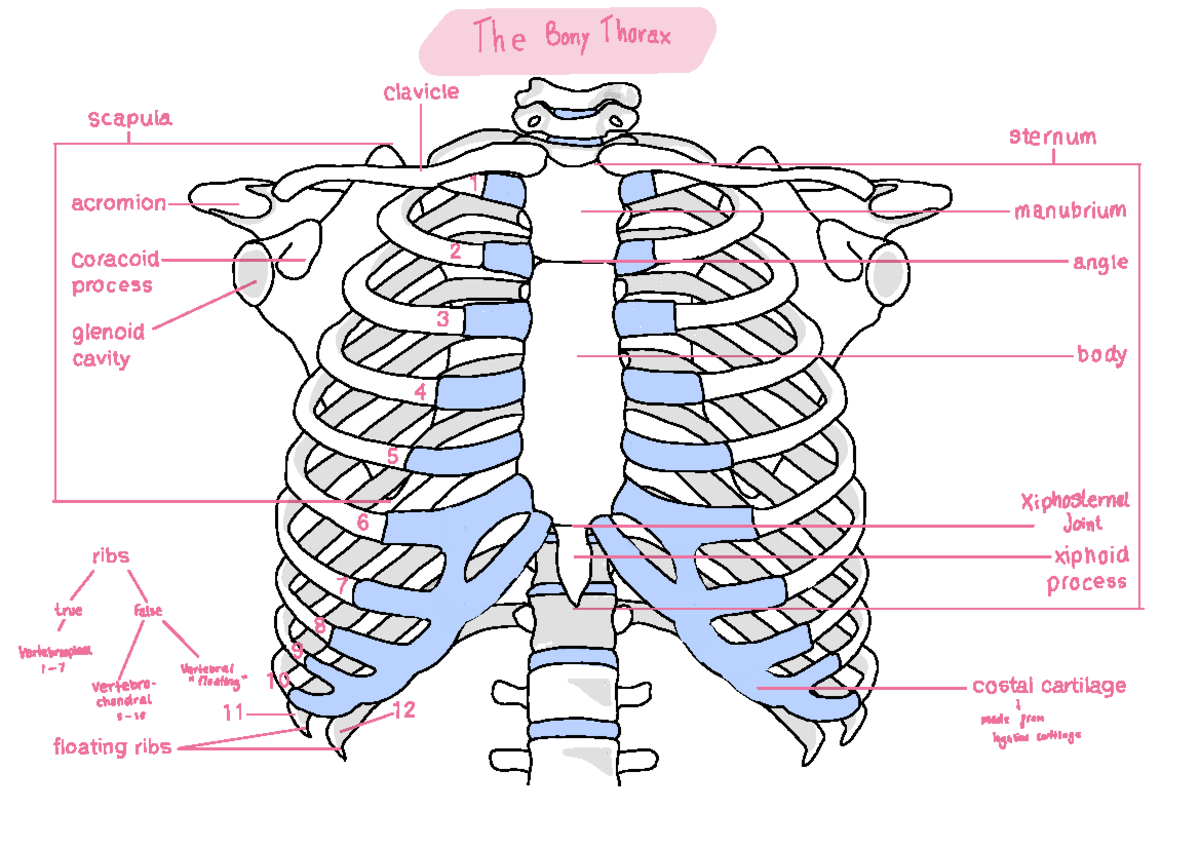 Thoracic cage diagram - C10300 - Th e 60n7 ThOYdX clavicle M/ Scalpula ...